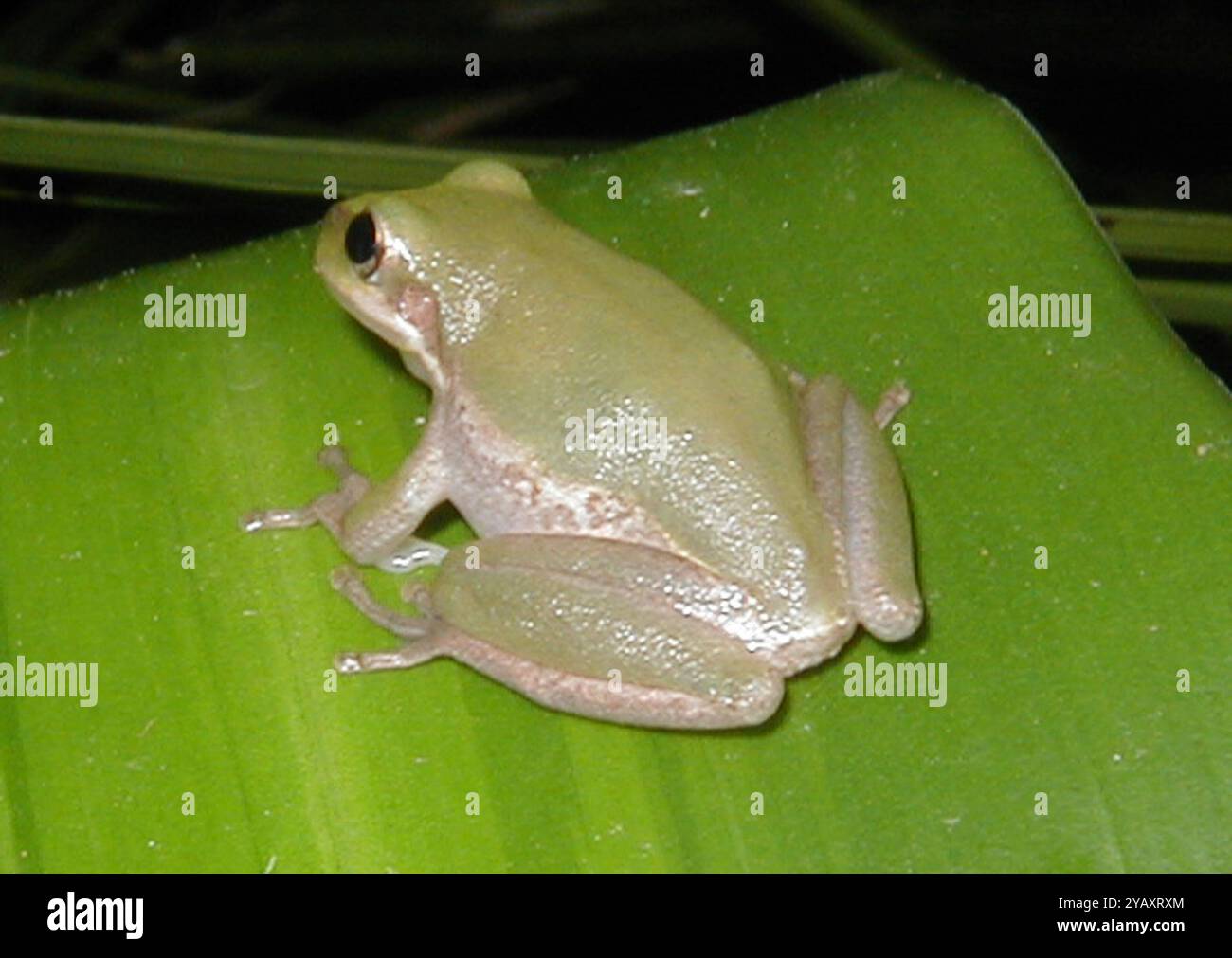 Squirrel Treefrog (Hyla squirella) Amphibia Stock Photo - Alamy