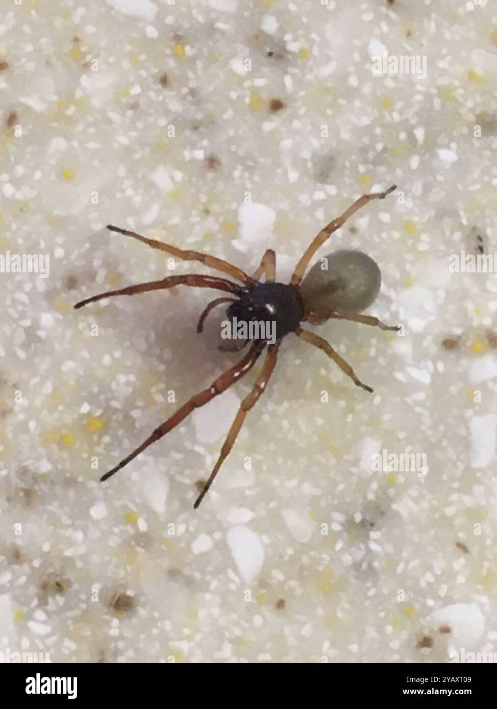 Broad-faced Sac Spider (Trachelas tranquillus) Arachnida Stock Photo ...