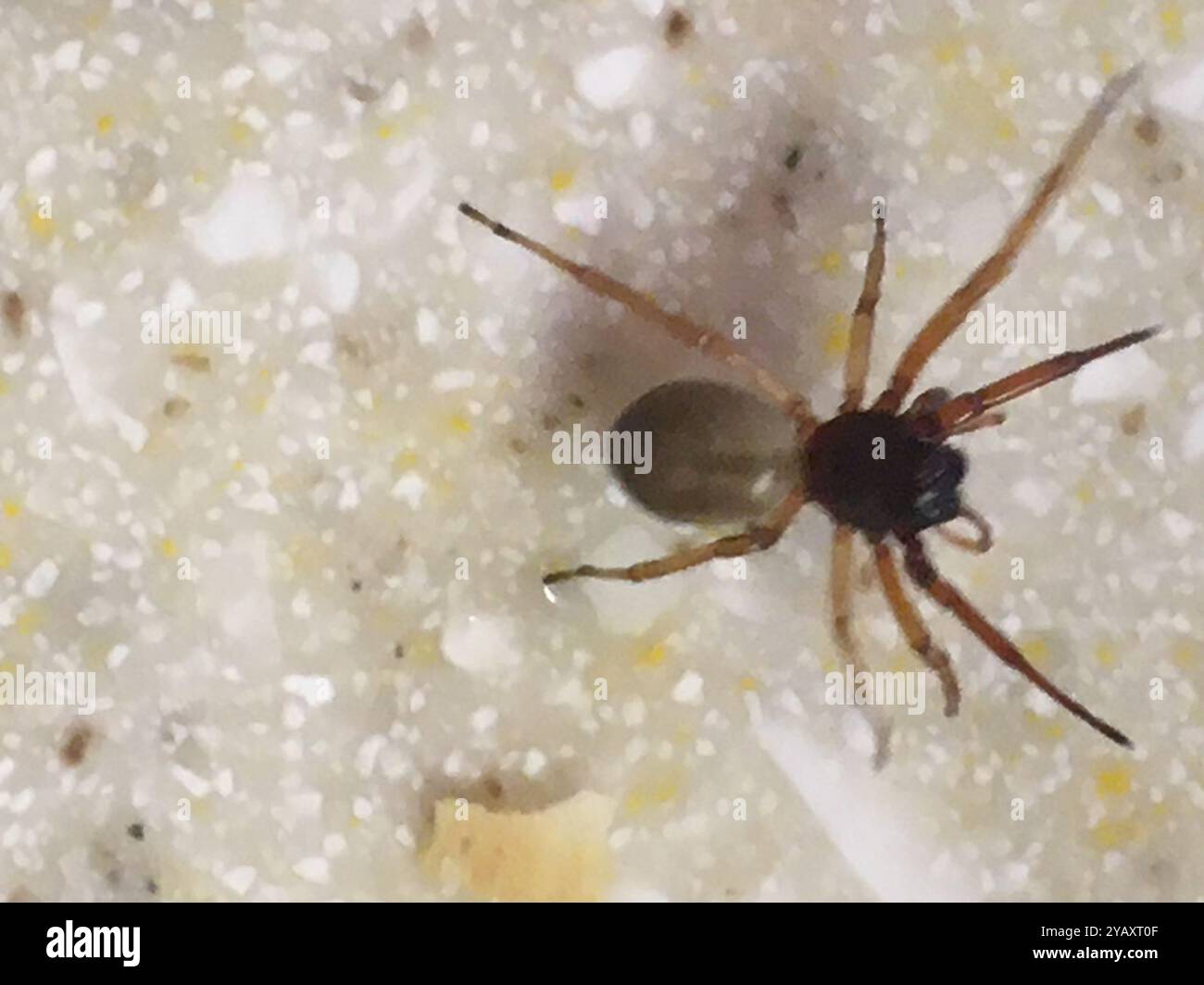 Broad-faced Sac Spider (Trachelas tranquillus) Arachnida Stock Photo ...