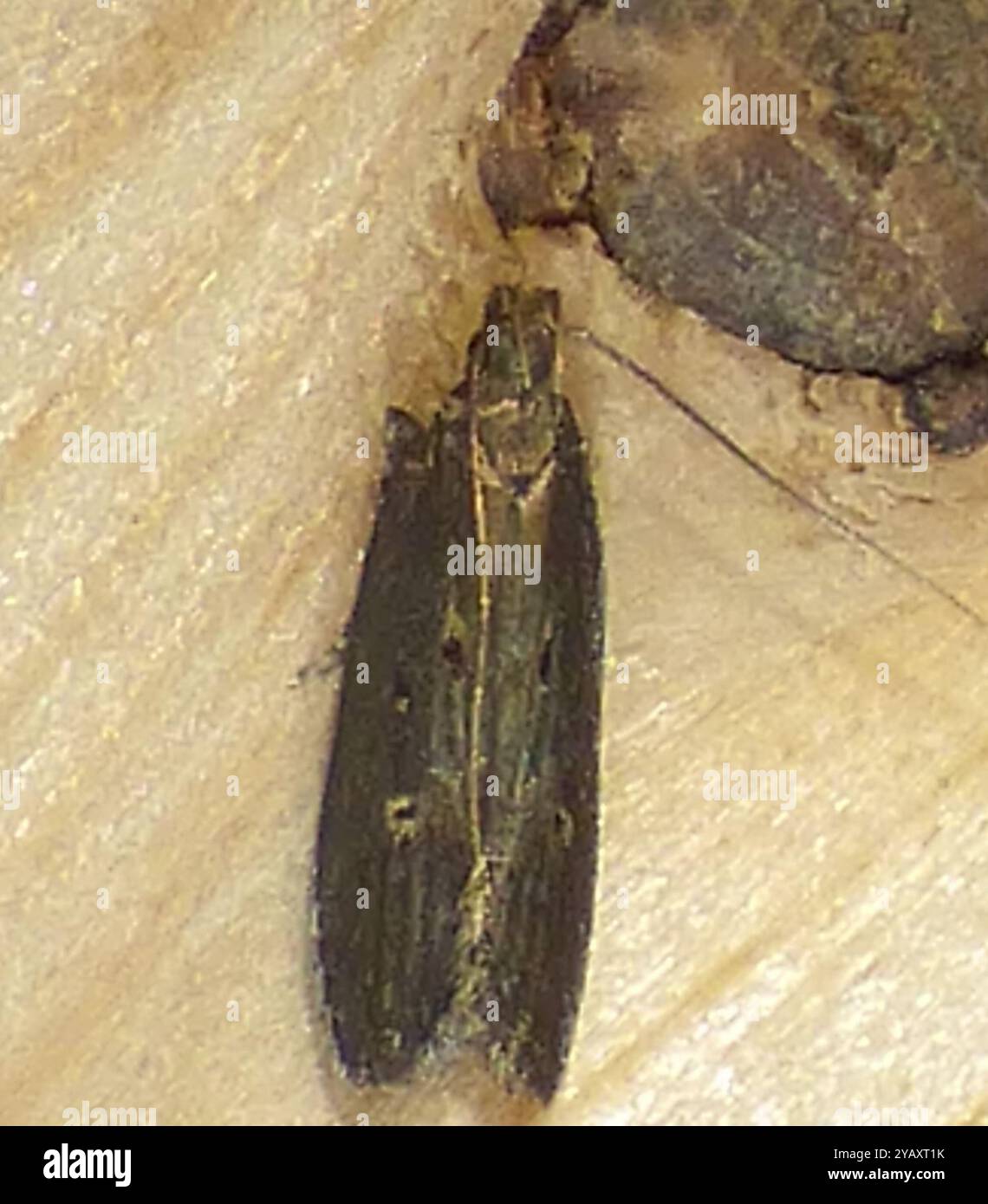 Eye-ringed Chionodes Moth (Chionodes discoocellella) Insecta Stock ...