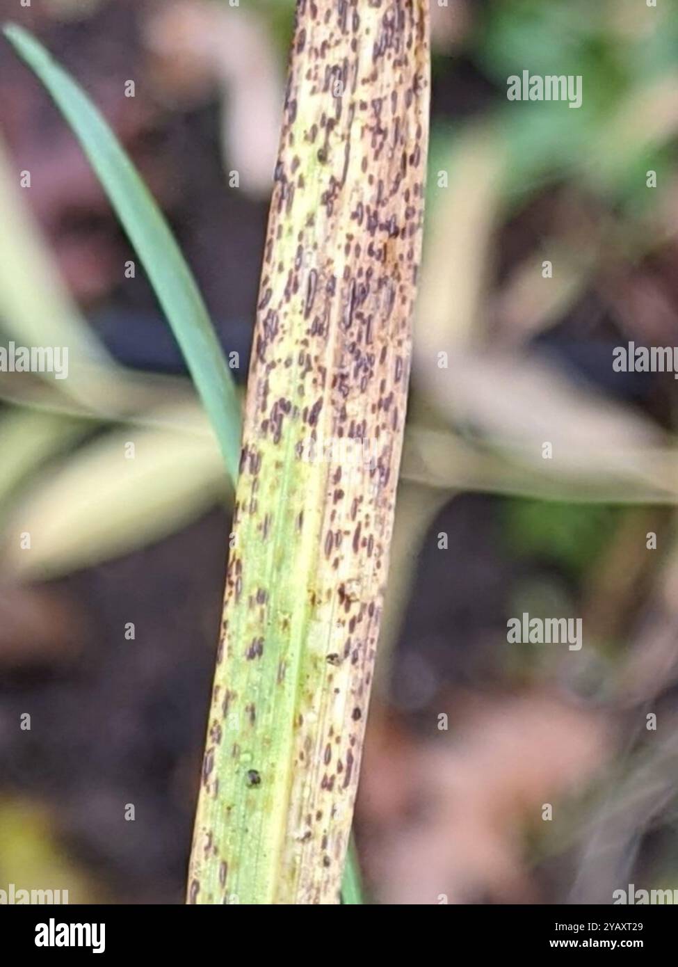 Lemongrass Rust (Puccinia nakanishikii) Fungi Stock Photo - Alamy