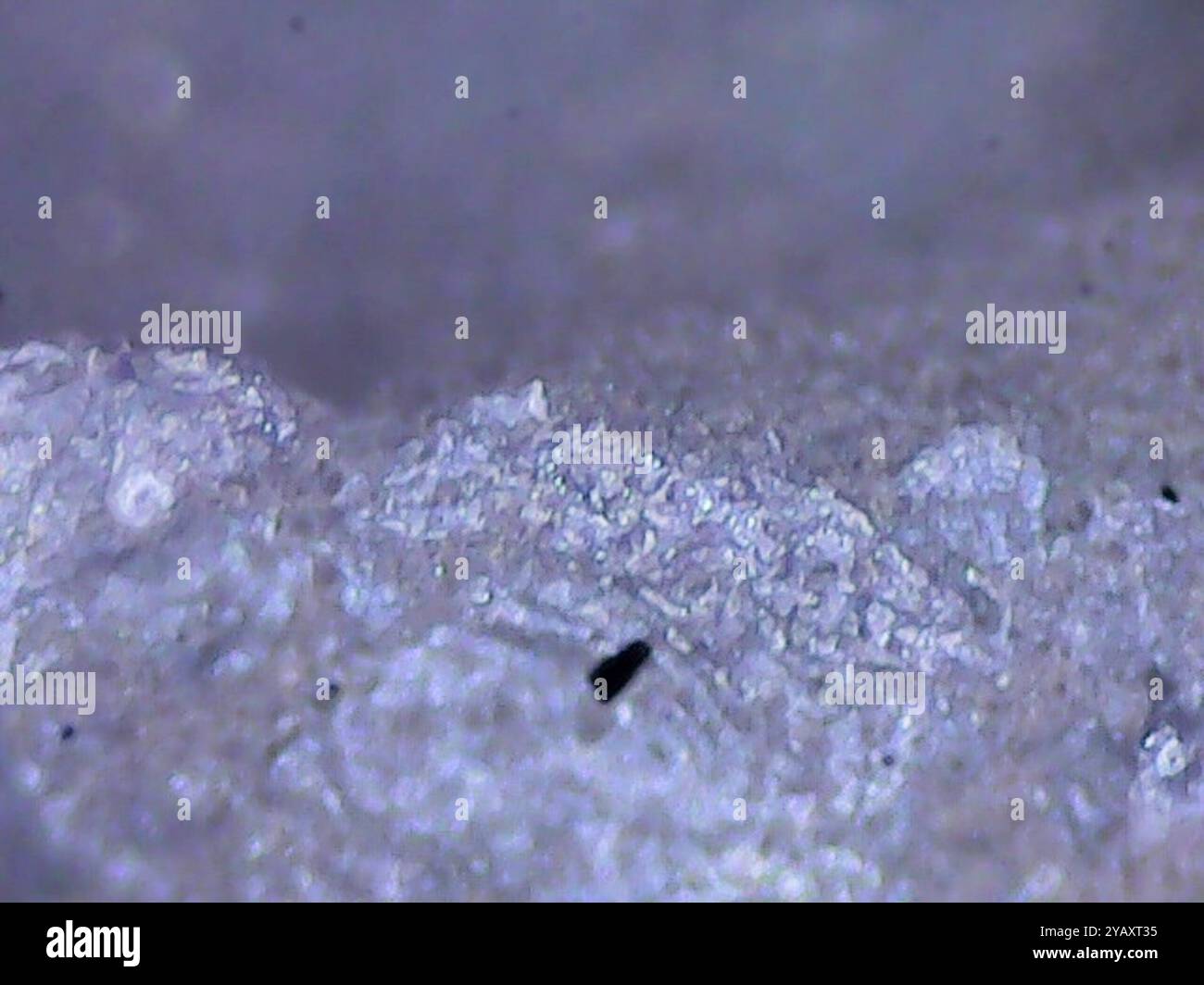 Tapioca slime mold hi-res stock photography and images - Alamy