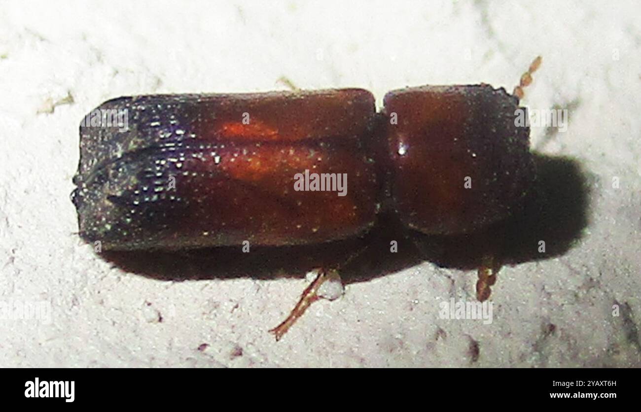 Auger Beetles (Bostrichidae) Insecta Stock Photo - Alamy