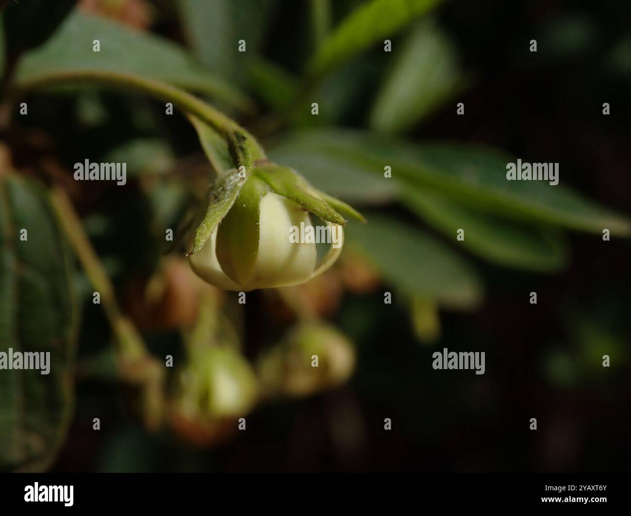 Transvaal Bluebush (Diospyros lycioides guerkei) Plantae Stock Photo ...
