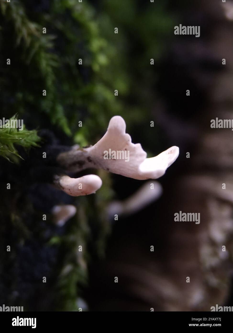Candlesnuff Fungus (Xylaria hypoxylon) Fungi Stock Photo - Alamy