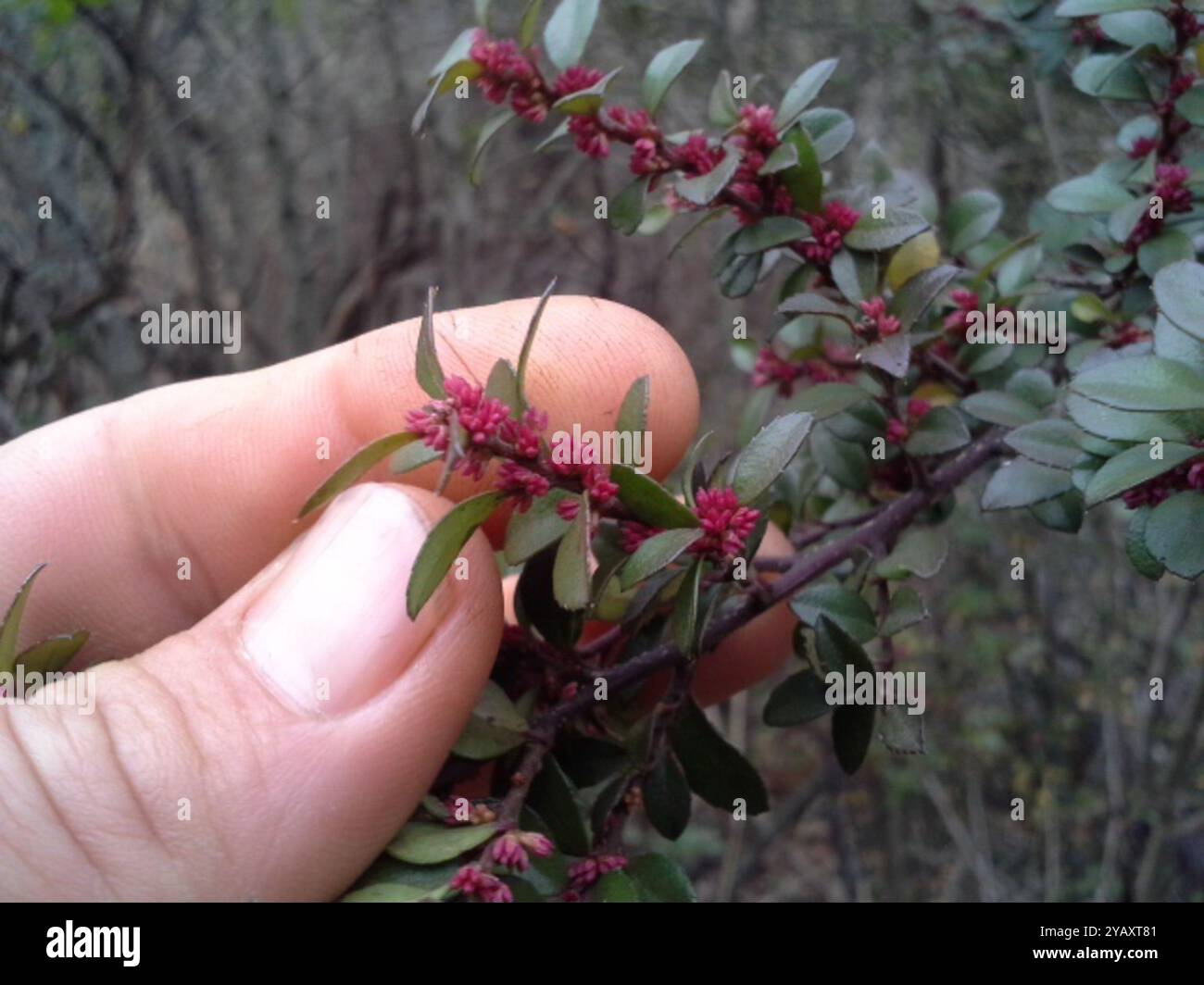 African Boxwood (Myrsine africana) Plantae Stock Photo - Alamy