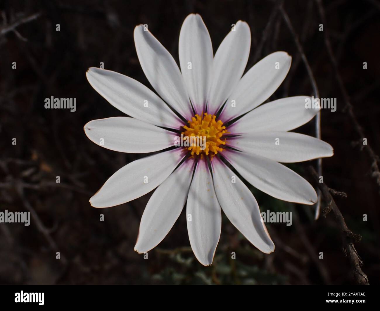 Sticky Rain Daisy (Dimorphotheca cuneata) Plantae Stock Photo - Alamy