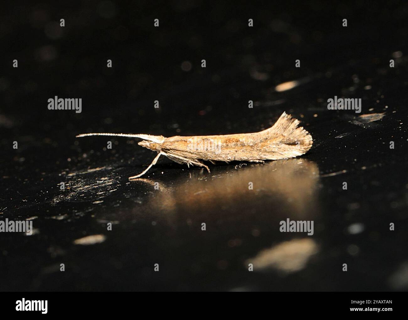 Diamondback Moth (Plutella xylostella) Insecta Stock Photo - Alamy