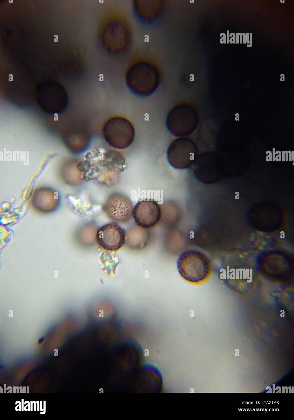 (Didymium squamulosum) Protozoa Stock Photo - Alamy