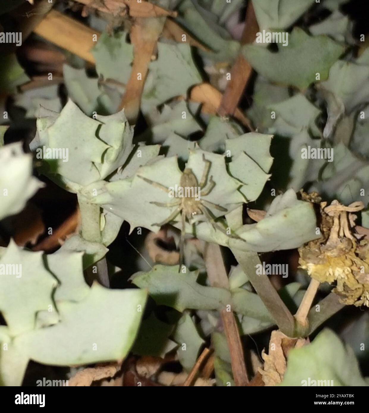 Longlegged Sac Spiders (Cheiracanthium) Arachnida Stock Photo - Alamy