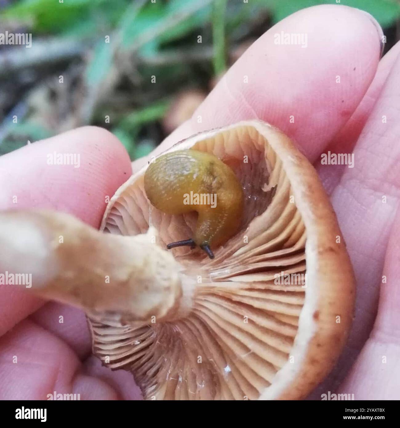 Lemon Slug (Malacolimax tenellus) Mollusca Stock Photo - Alamy