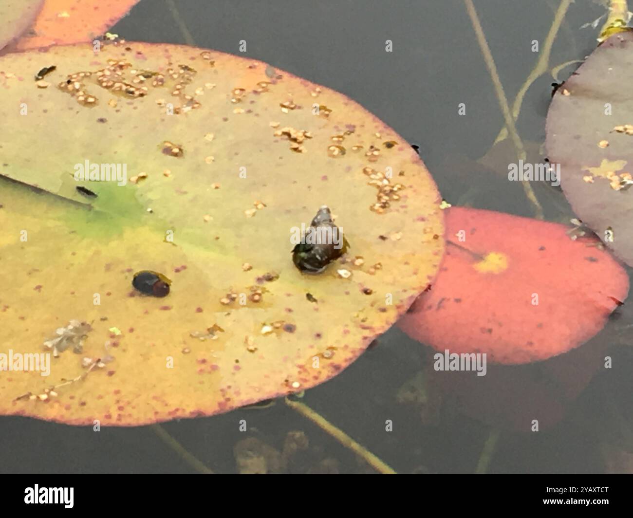 Melantho hi-res stock photography and images - Alamy