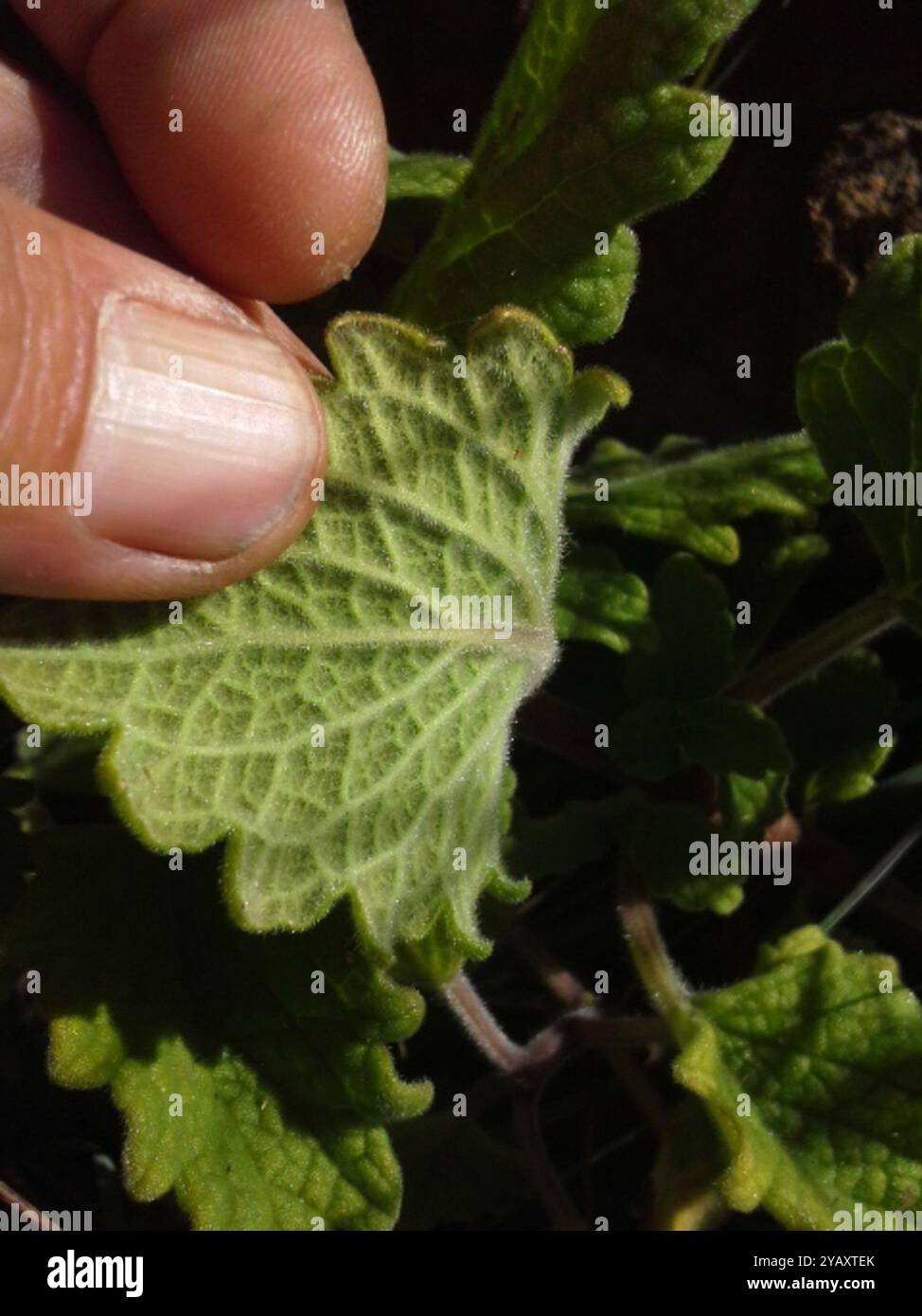 Vicks Plant (Coleus hadiensis) Plantae Stock Photo - Alamy