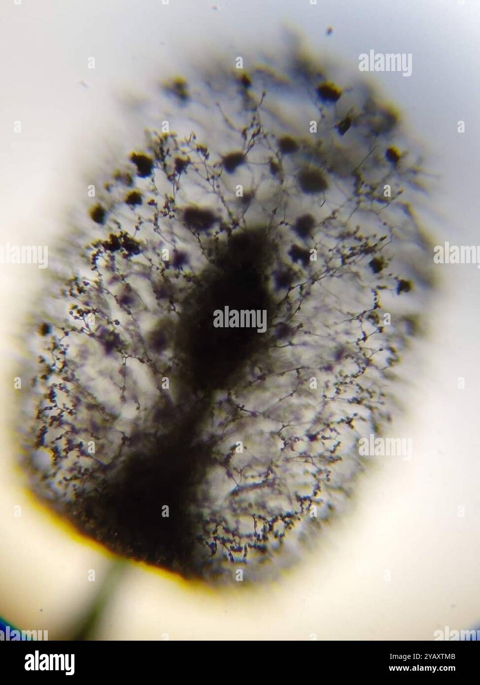 (Comatricha meandrispora) Protozoa Stock Photo - Alamy