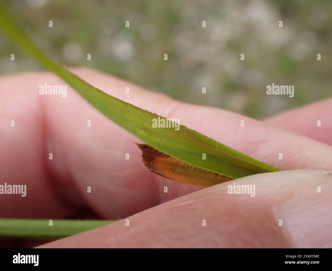 Upright Brome (Bromus erectus) Plantae Stock Photo - Alamy
