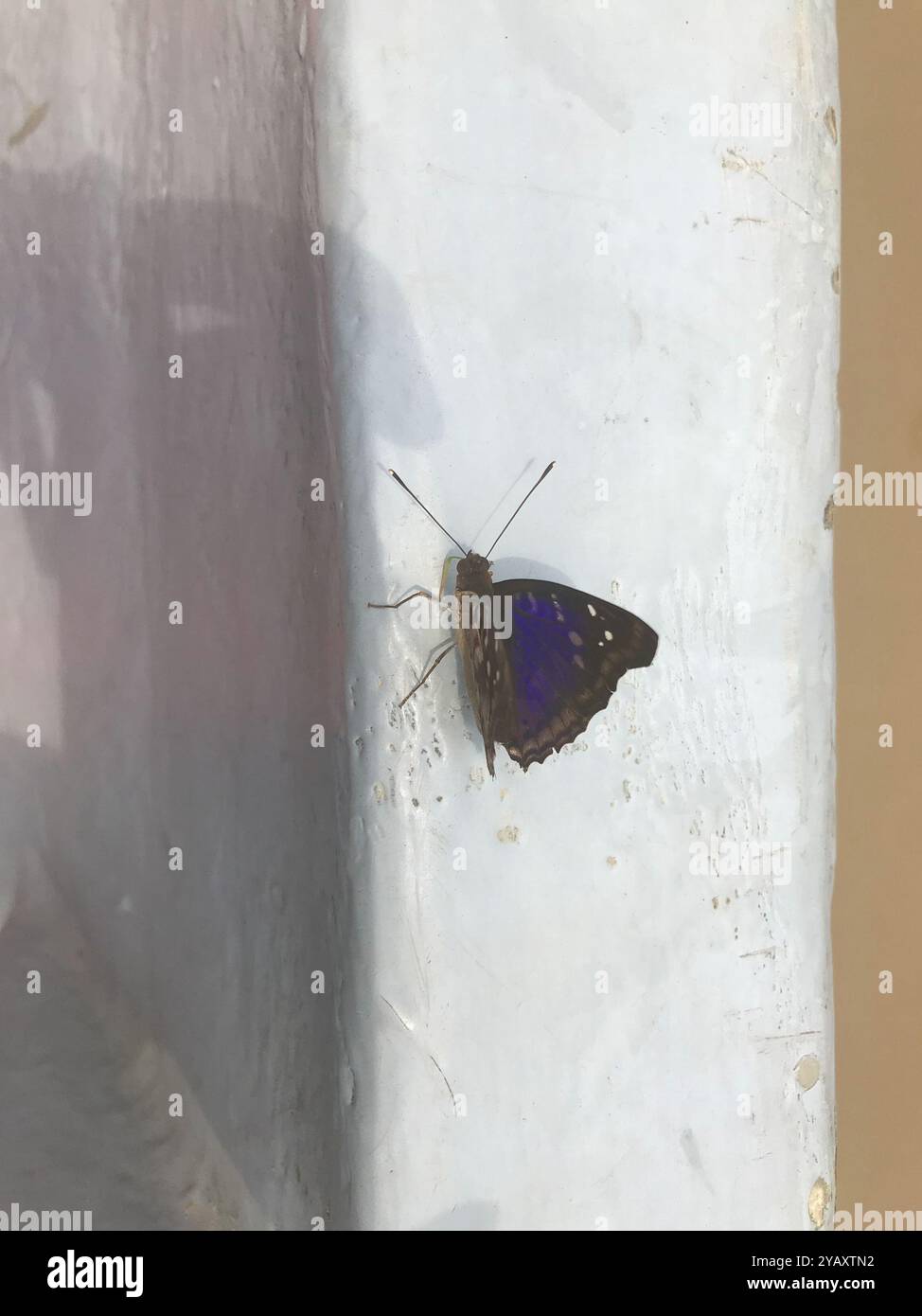 Agathina hi-res stock photography and images - Alamy