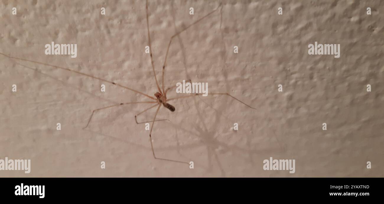 Long-bodied Cellar Spider (Pholcus phalangioides) Arachnida Stock Photo ...