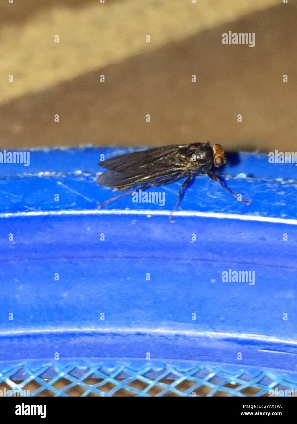 Sugarcane Soldier Fly (Inopus rubriceps) Insecta Stock Photo - Alamy