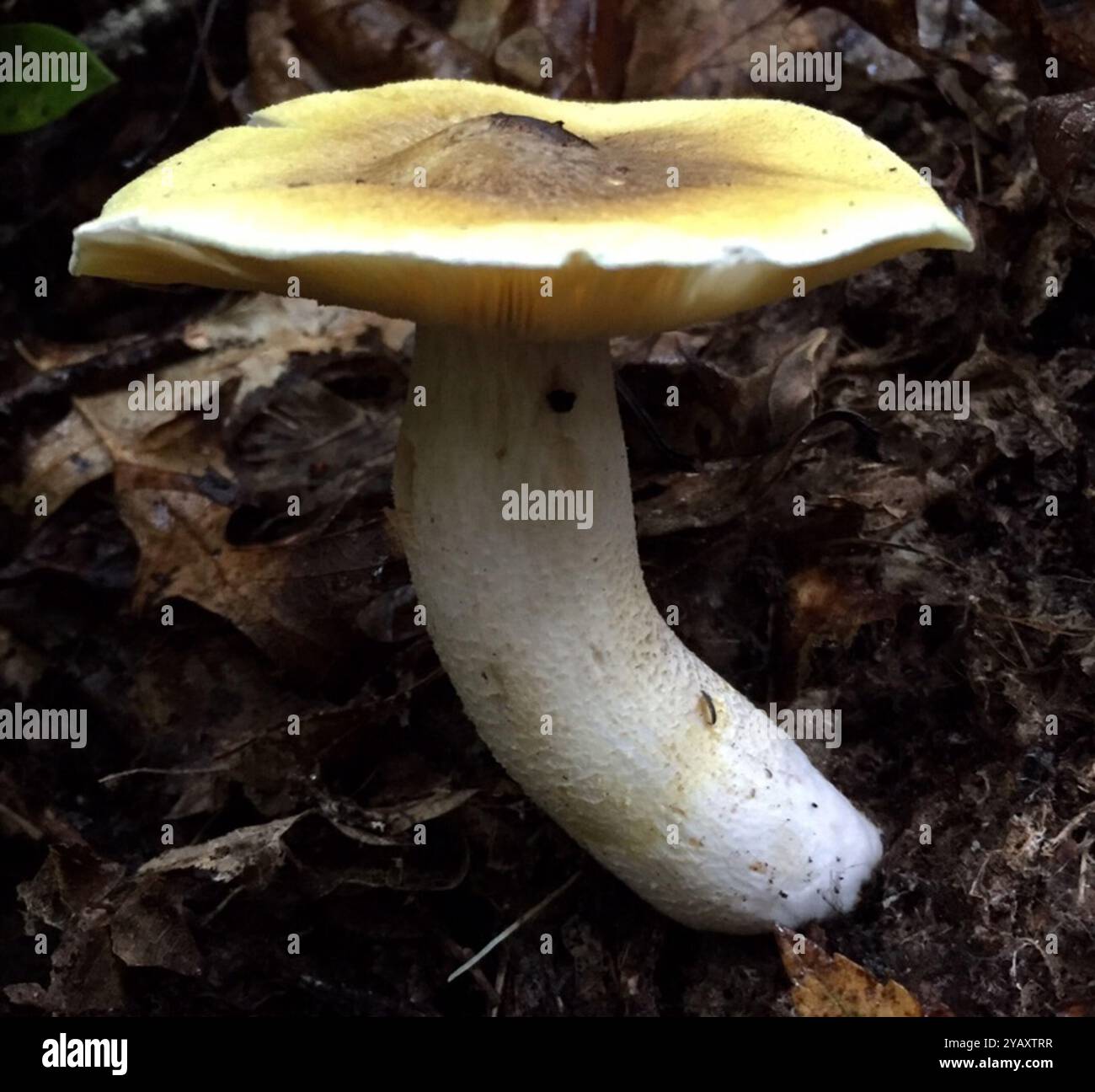 Yellow Knight (Tricholoma equestre) Fungi Stock Photo - Alamy