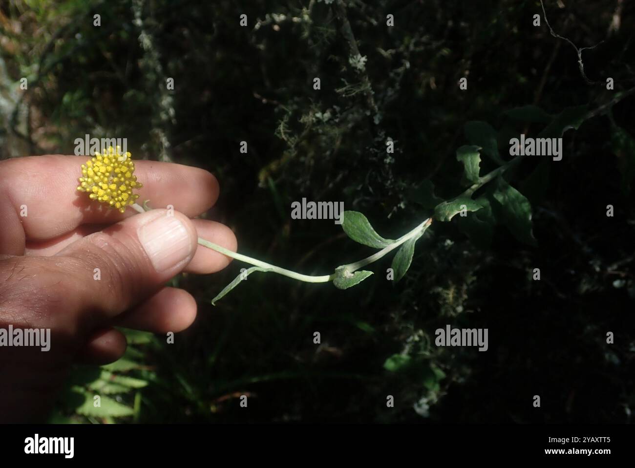 Kooigoed Everlasting (Helichrysum odoratissimum) Plantae Stock Photo ...