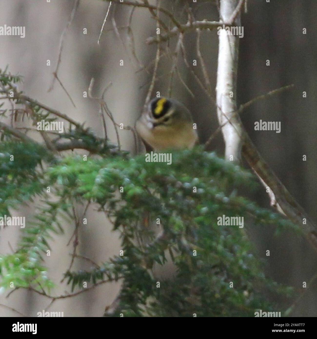 Golden-crowned Kinglet (Regulus satrapa) Aves Stock Photo - Alamy
