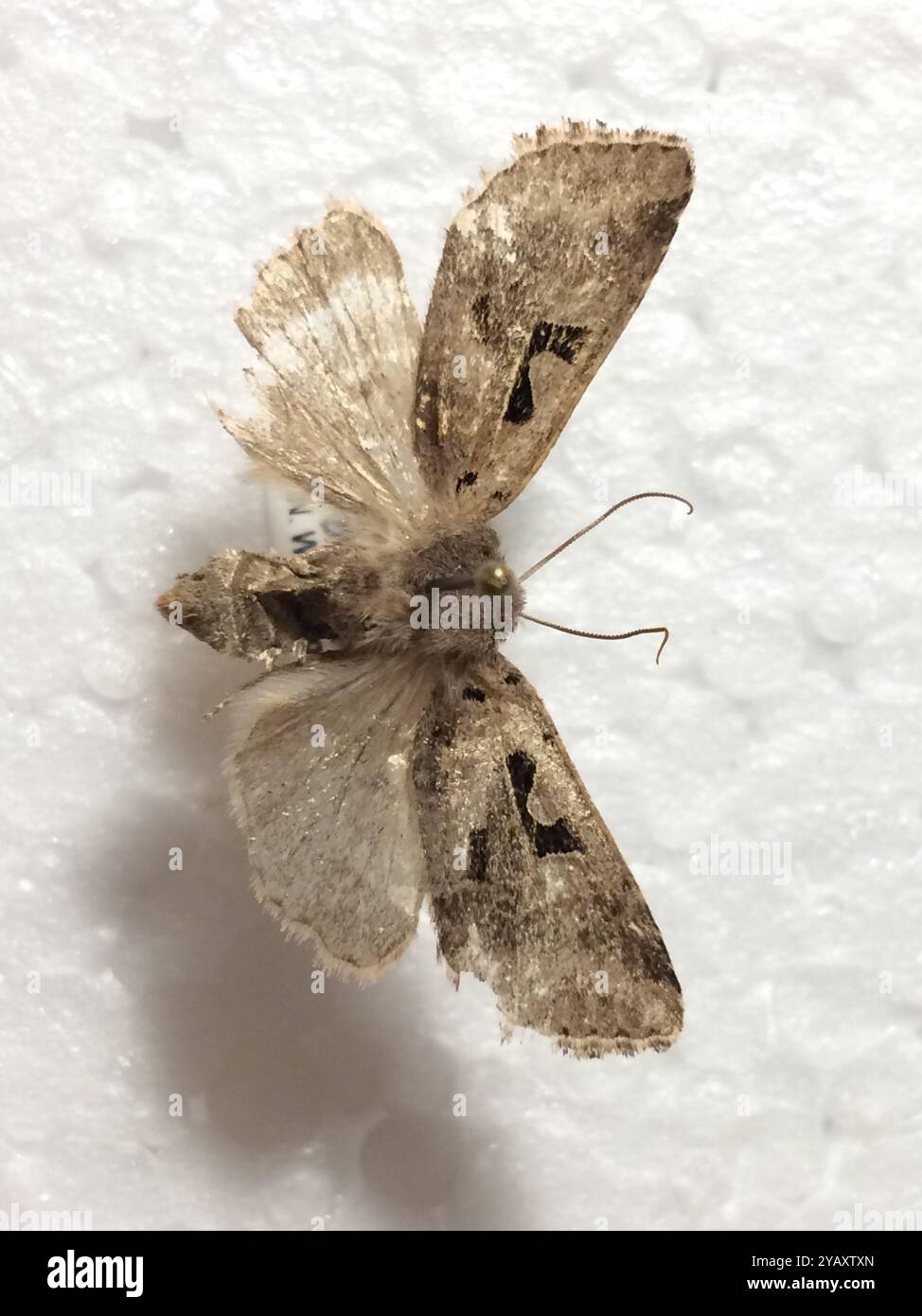 Hebrew Character (Orthosia gothica) Insecta Stock Photo - Alamy