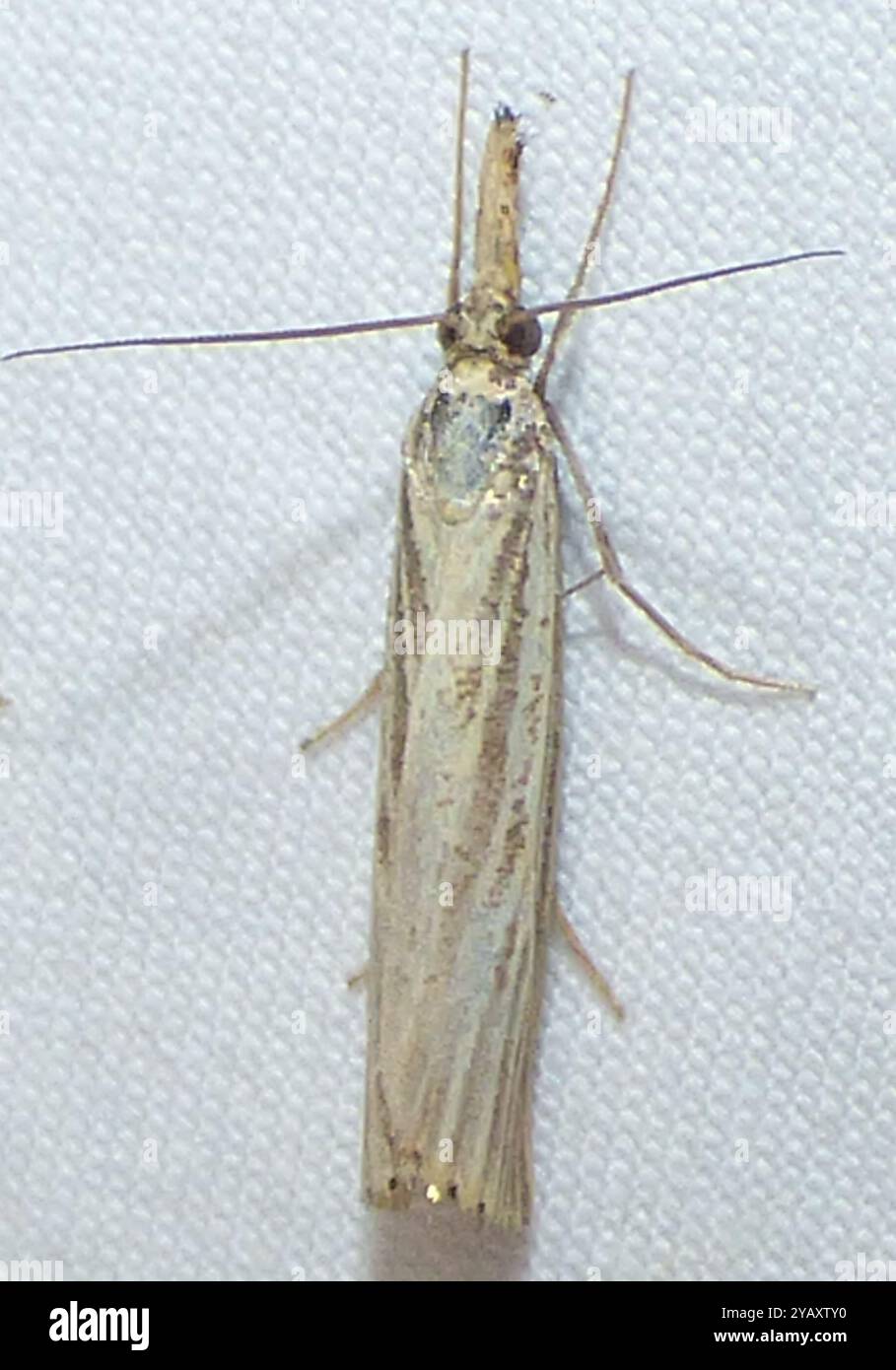 Vagabond Sod Webworm Moth (Agriphila vulgivagellus) Insecta Stock Photo ...