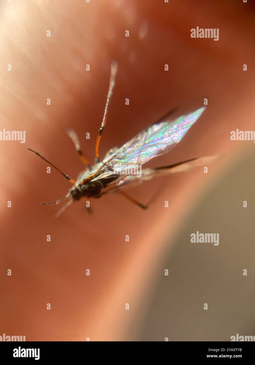 Giant Willow Aphid (Tuberolachnus salignus) Insecta Stock Photo - Alamy