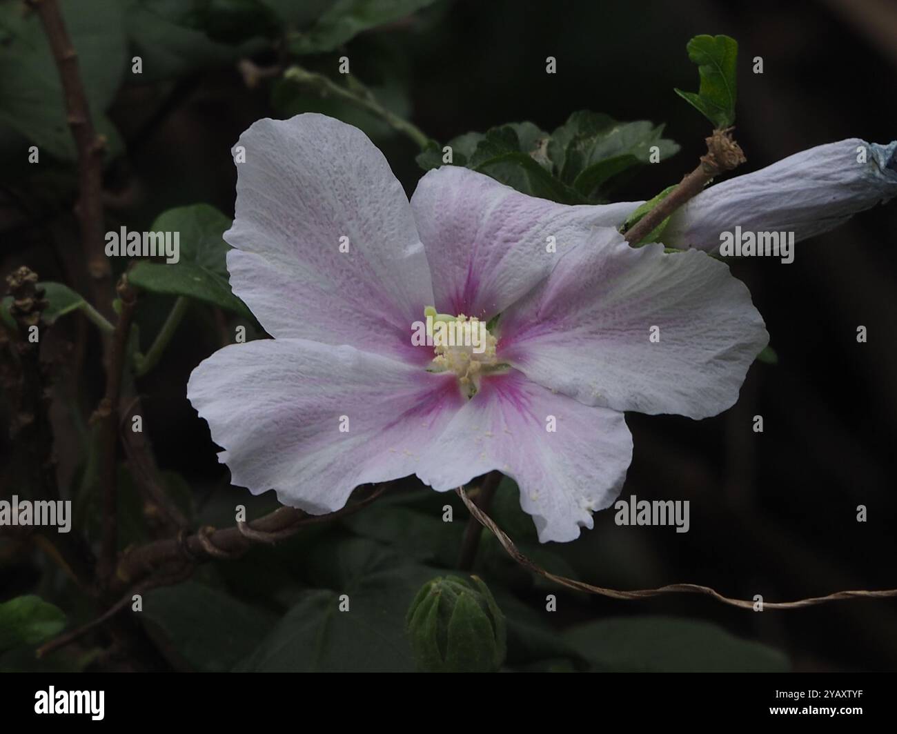 common hibiscus (Hibiscus syriacus) Plantae Stock Photo - Alamy