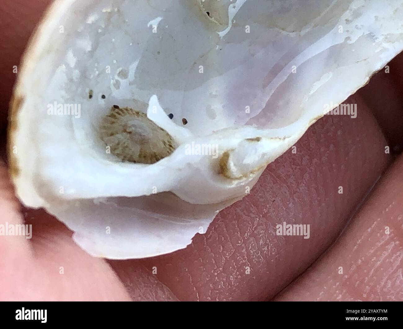 Penitella penita hi-res stock photography and images - Alamy