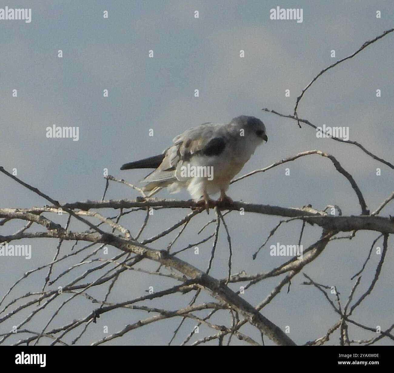 White-tailed Kite (Elanus leucurus) Aves Stock Photo - Alamy