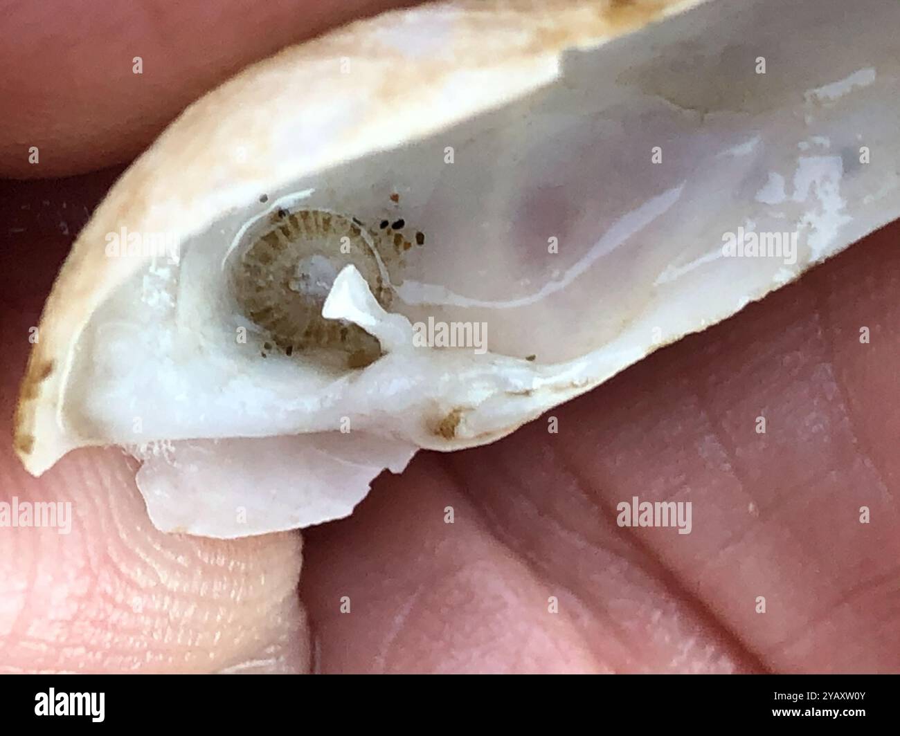 Flat-tip Piddock (Penitella penita) Mollusca Stock Photo - Alamy