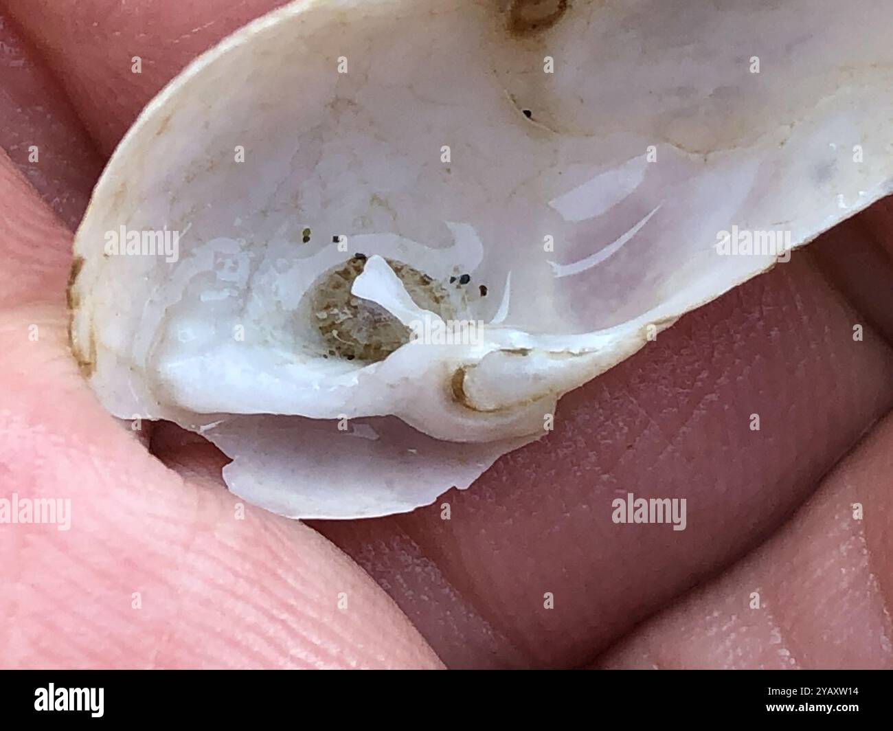 Flat-tip Piddock (Penitella penita) Mollusca Stock Photo - Alamy