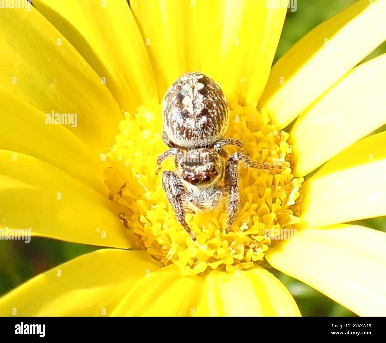 Garden Jumping Spiders (Opisthoncus) Arachnida Stock Photo - Alamy