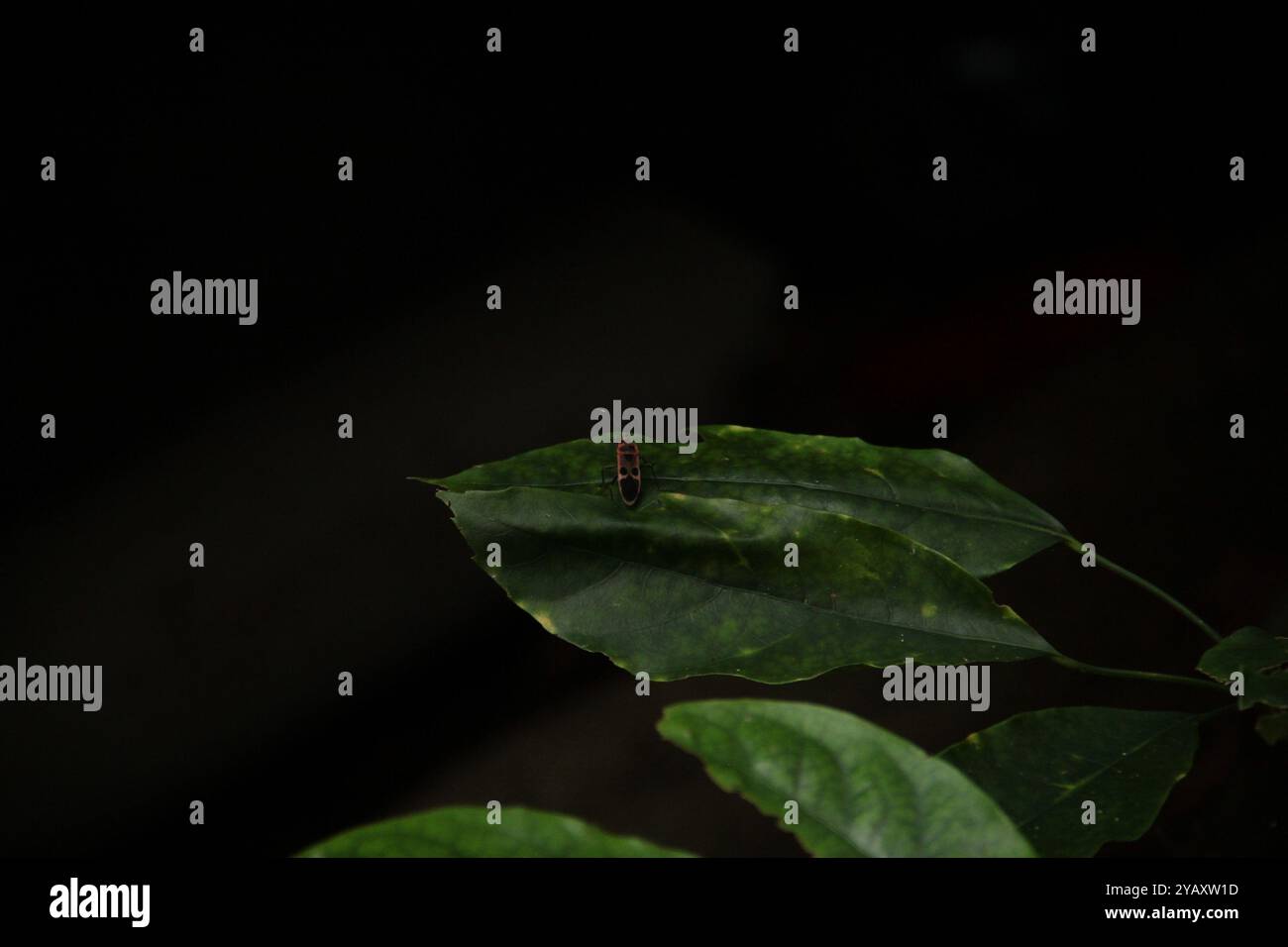 gutta bug (Physopelta gutta) Insecta Stock Photo - Alamy