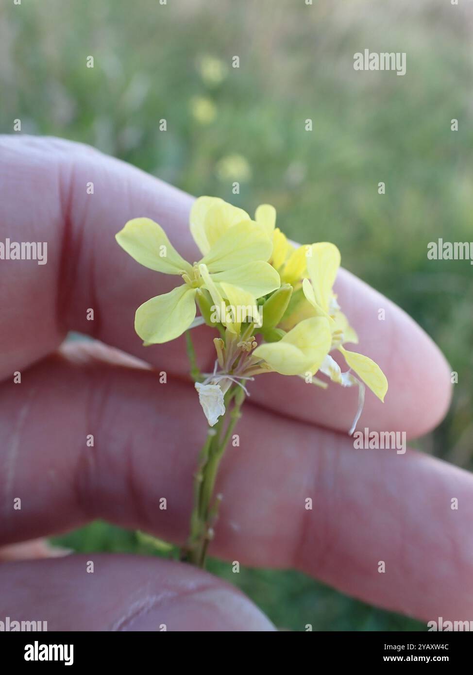 annual bastard cabbage (Rapistrum rugosum) Plantae Stock Photo - Alamy