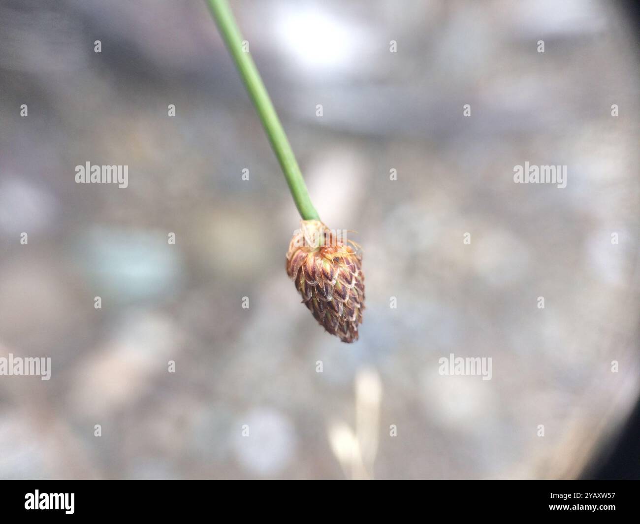Blunt Spikerush (Eleocharis obtusa) Plantae Stock Photo - Alamy
