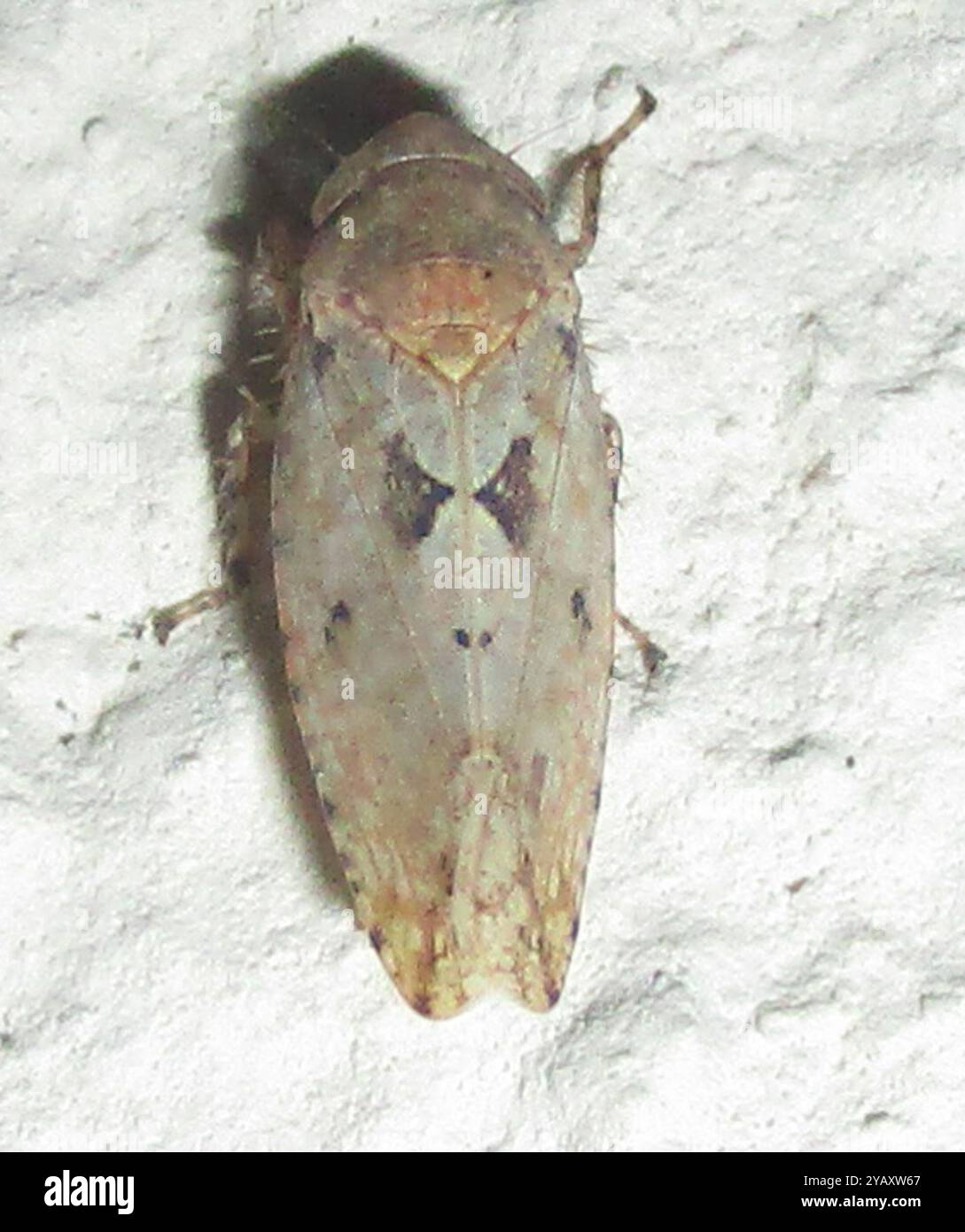 Typical Leafhoppers (Cicadellidae) Insecta Stock Photo - Alamy
