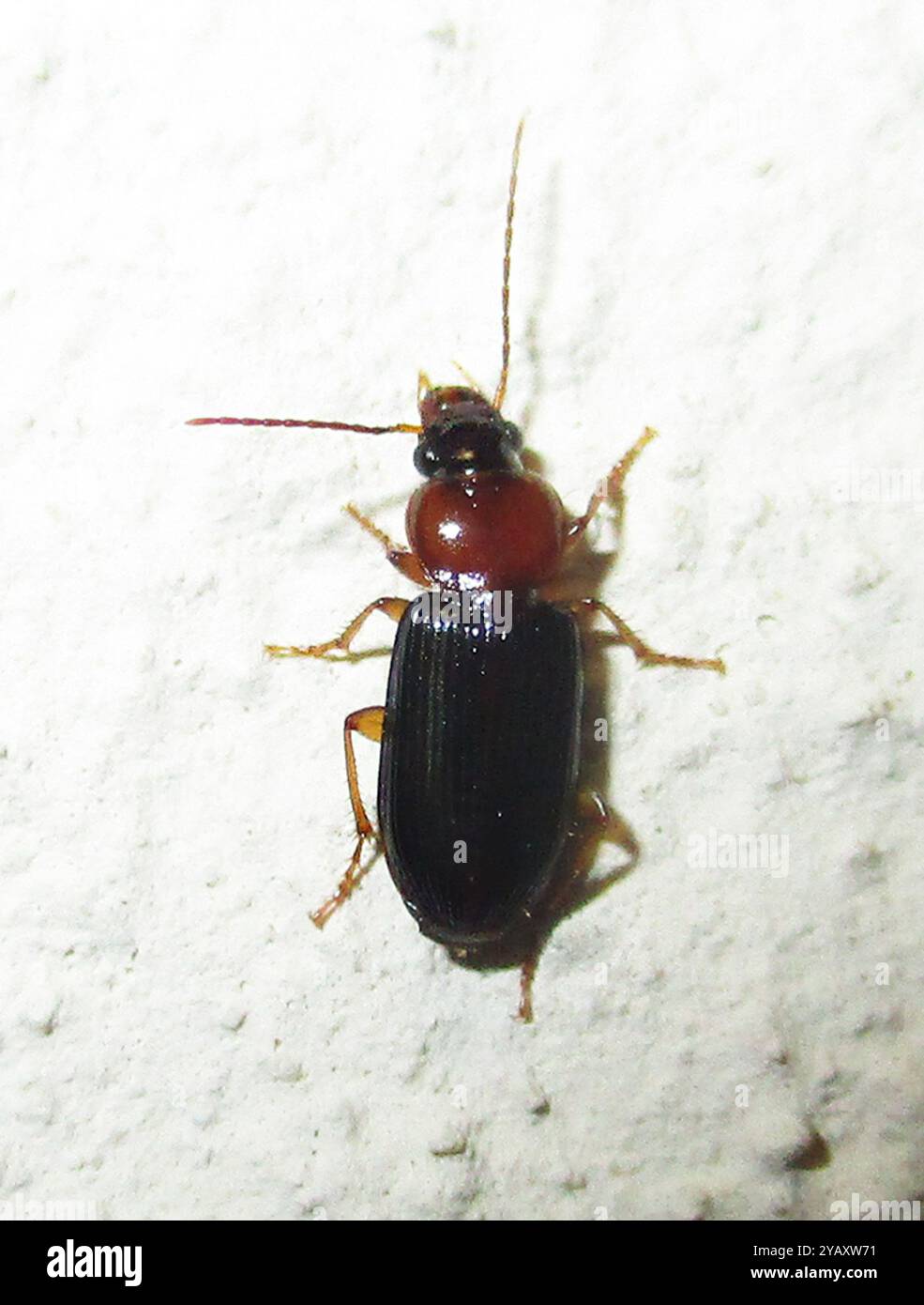 (Stenolophus alacris) Insecta Stock Photo - Alamy