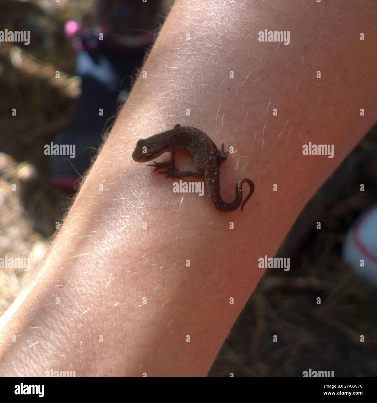 Smooth Newt (Lissotriton vulgaris) Amphibia Stock Photo - Alamy