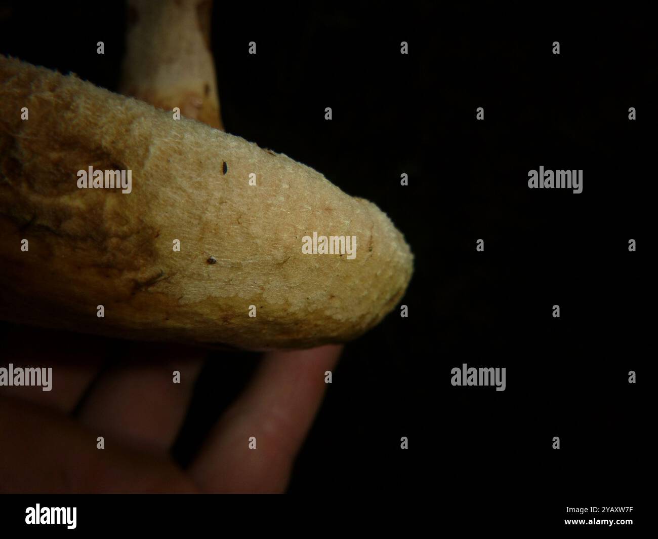 Brown Roll-Rim (Paxillus involutus) Fungi Stock Photo - Alamy