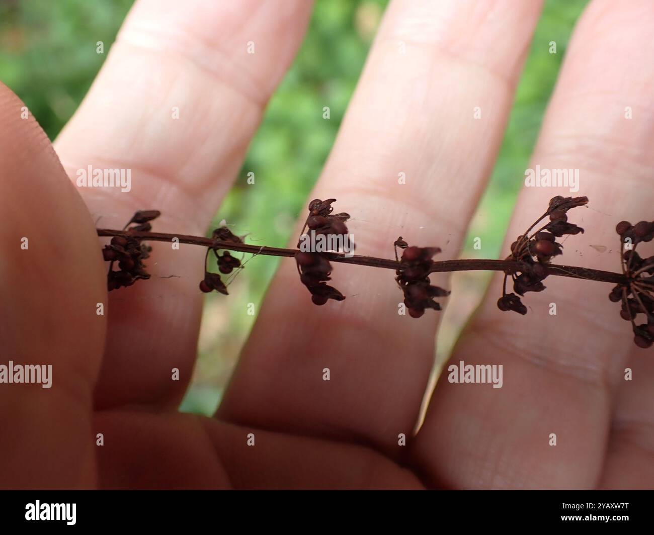 Clustered Dock (Rumex conglomeratus) Plantae Stock Photo - Alamy