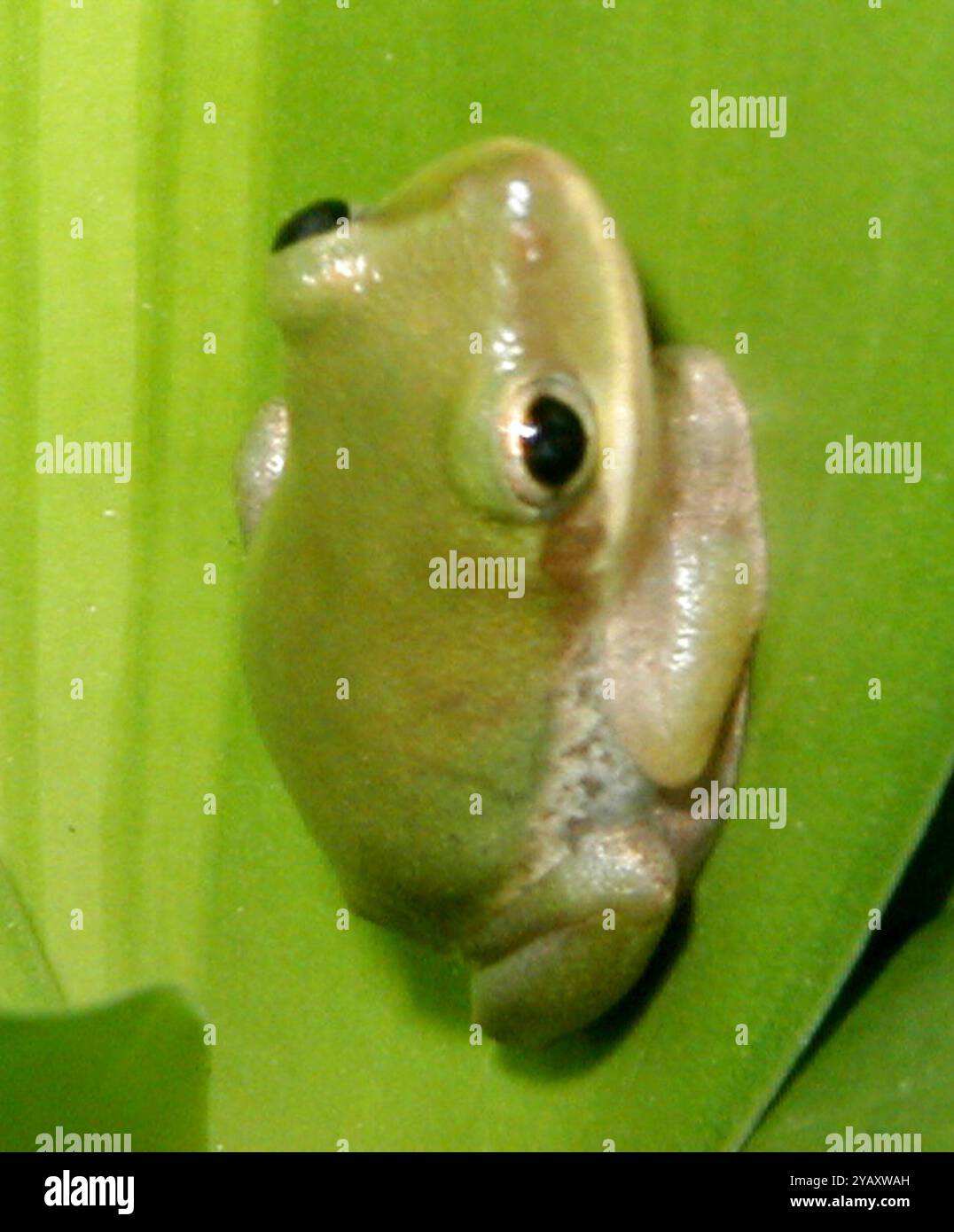 Squirrel Treefrog (Hyla squirella) Amphibia Stock Photo - Alamy