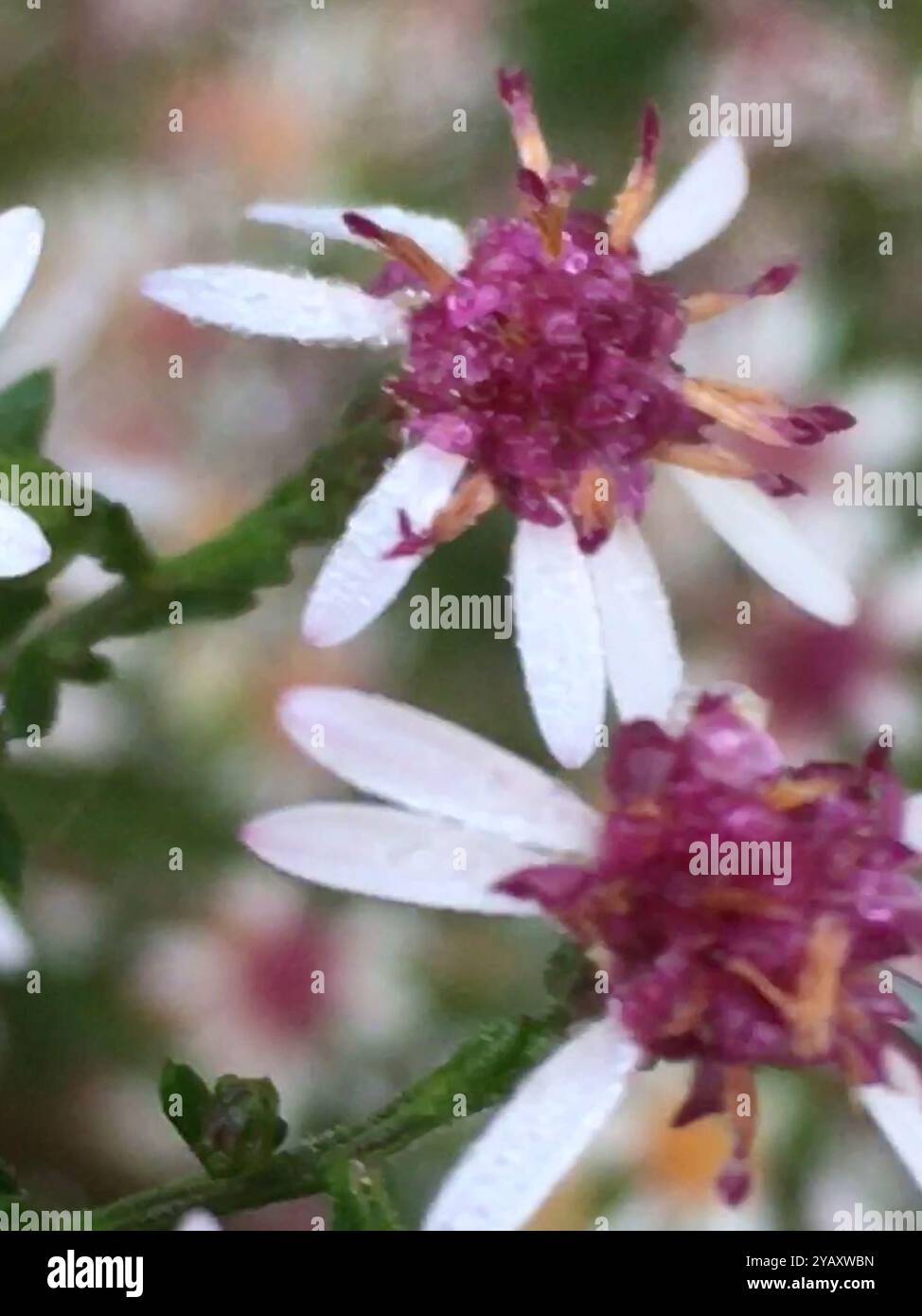 calico aster (Symphyotrichum lateriflorum) Plantae Stock Photo - Alamy