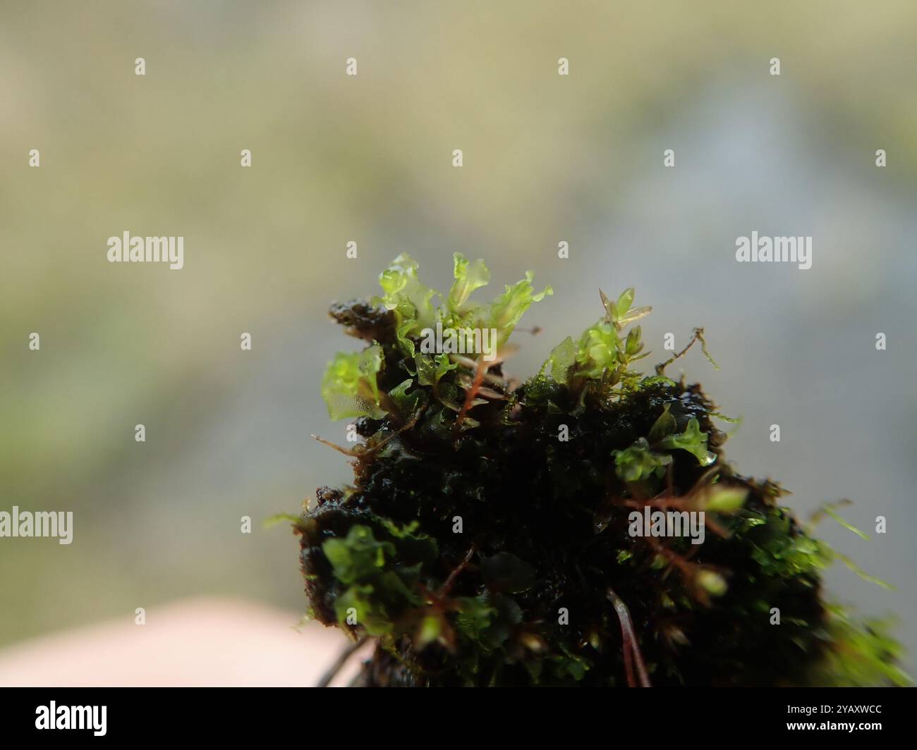Long-bristled Frillwort (Fossombronia longiseta) Plantae Stock Photo ...