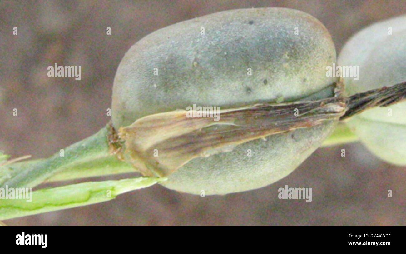 monocots (Liliopsida) Plantae Stock Photo - Alamy