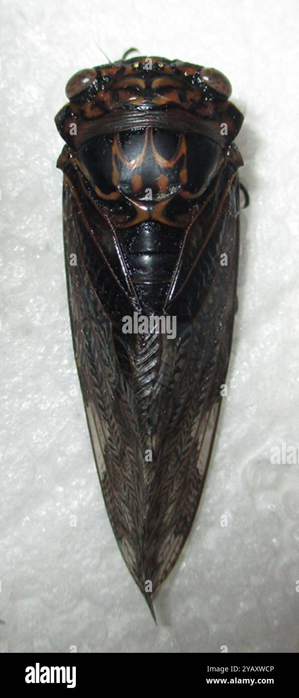 Short Abdomen Cicadas (Parnisini) Insecta Stock Photo - Alamy