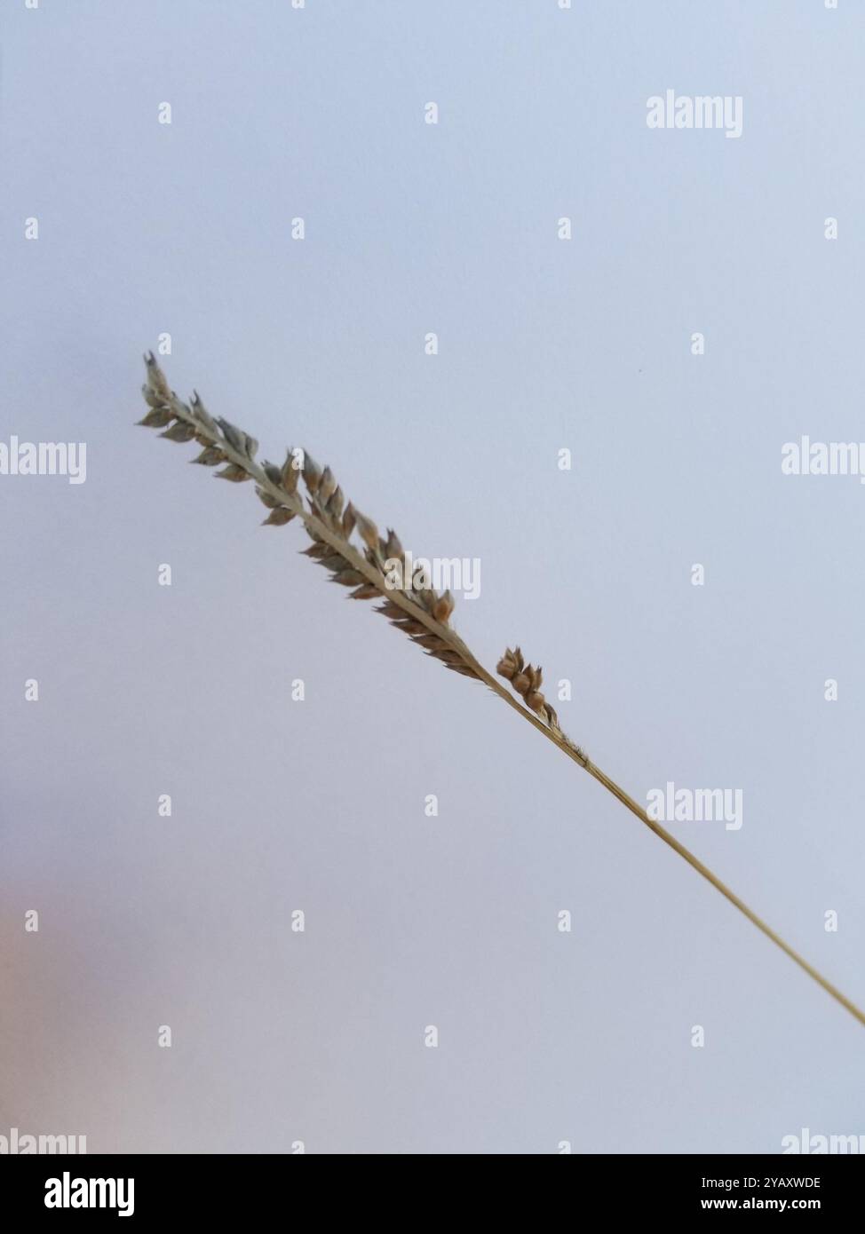 Barnyard Grasses (Echinochloa) Plantae Stock Photo - Alamy