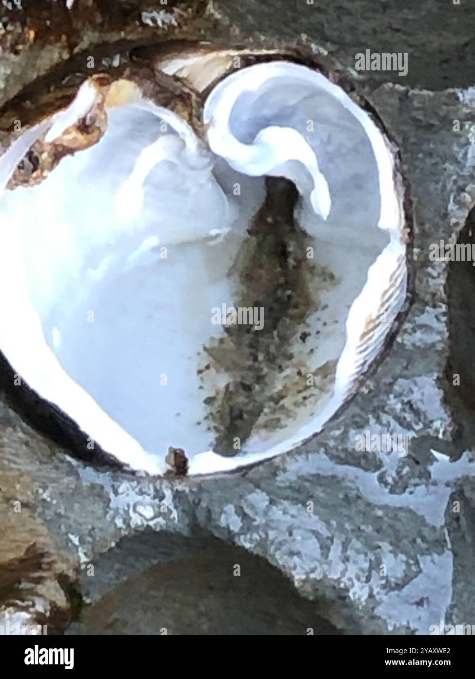 Piddocks and Angelwings (Pholadidae) Mollusca Stock Photo - Alamy