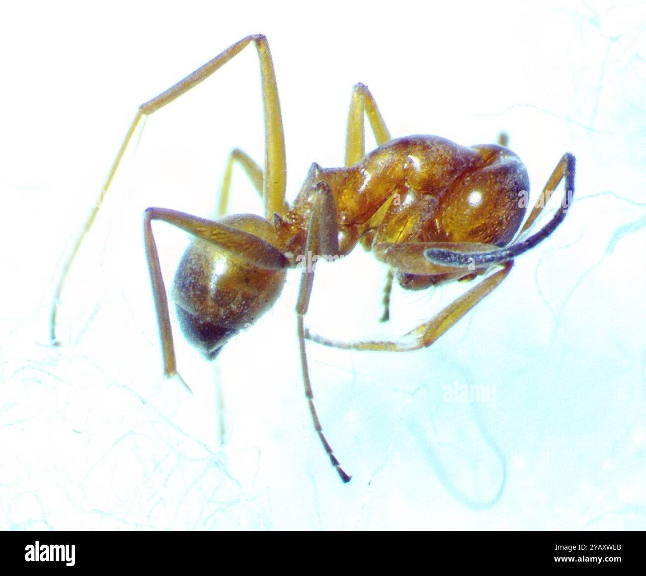 Buren's Pyramid Ant (Dorymyrmex bureni) Insecta Stock Photo - Alamy